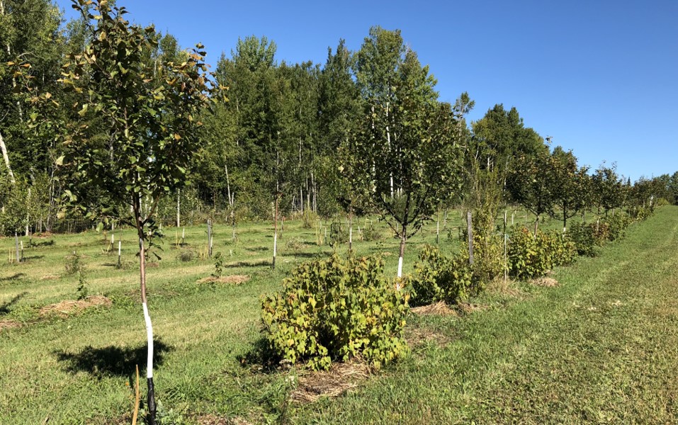 Implantation d'un verger en mode agroécologique - ITAQ