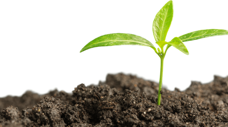 Biofertilisants et biostimulants microbiens : acteurs incontournables ...