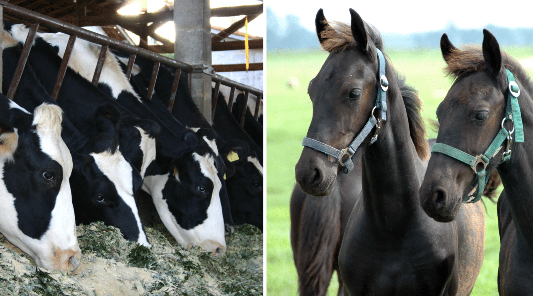 Formations animales - ITAQ